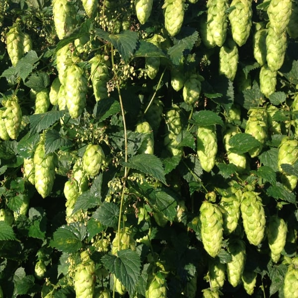 Mystery Hop Selection - 100g Pack | Limited Offer - The Malt Miller