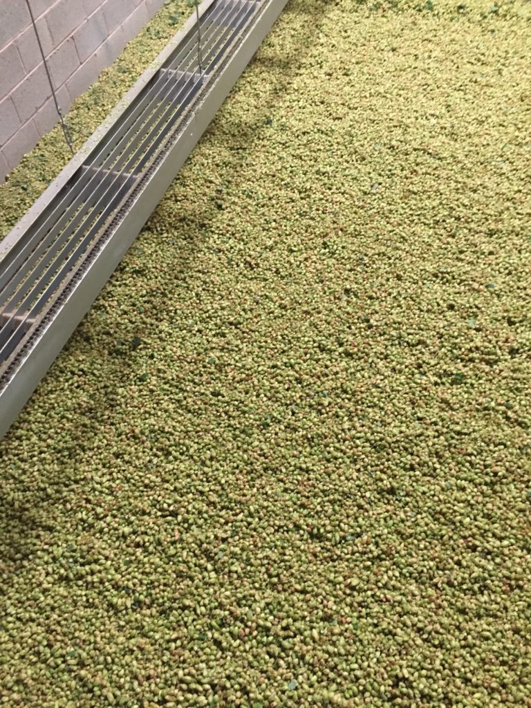 Brook House hops - 2018 hop harvest
