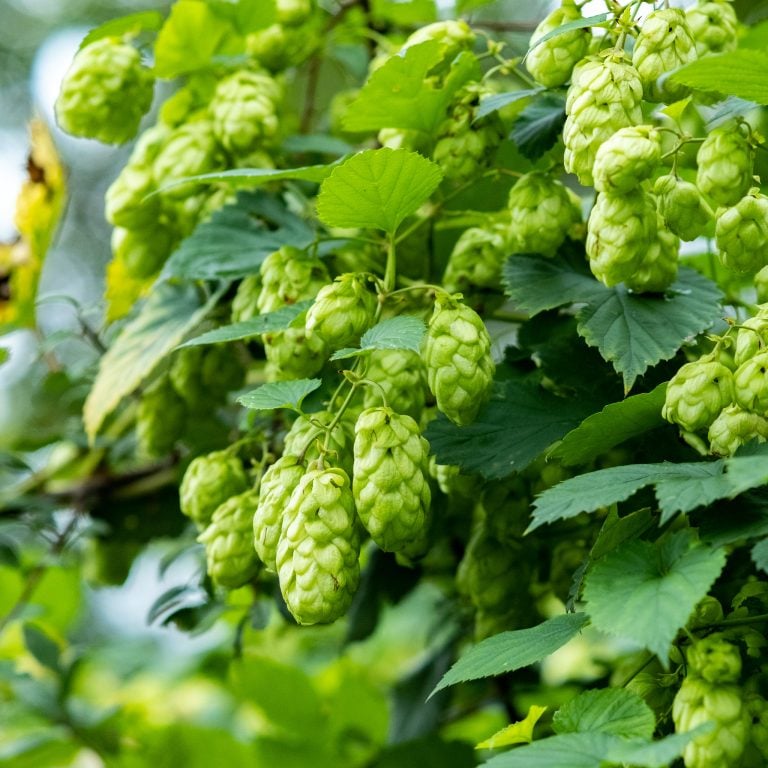 Mystery Hop Selection - 100g Pack | Limited Offer - The Malt Miller