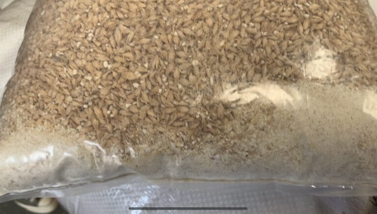Friday Video 31st July 2020 Panoma Island Brew Co. Malt and Crushing