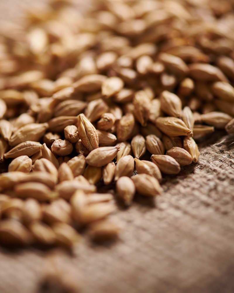 Brew With Us ESSENTIALS – specialty malts and other grains