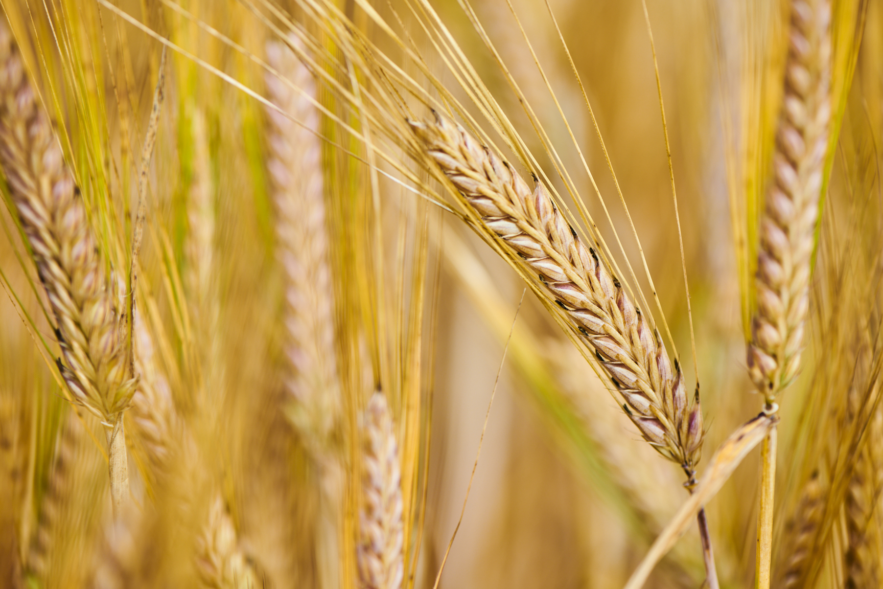 Brew With Us ESSENTIALS – base malts