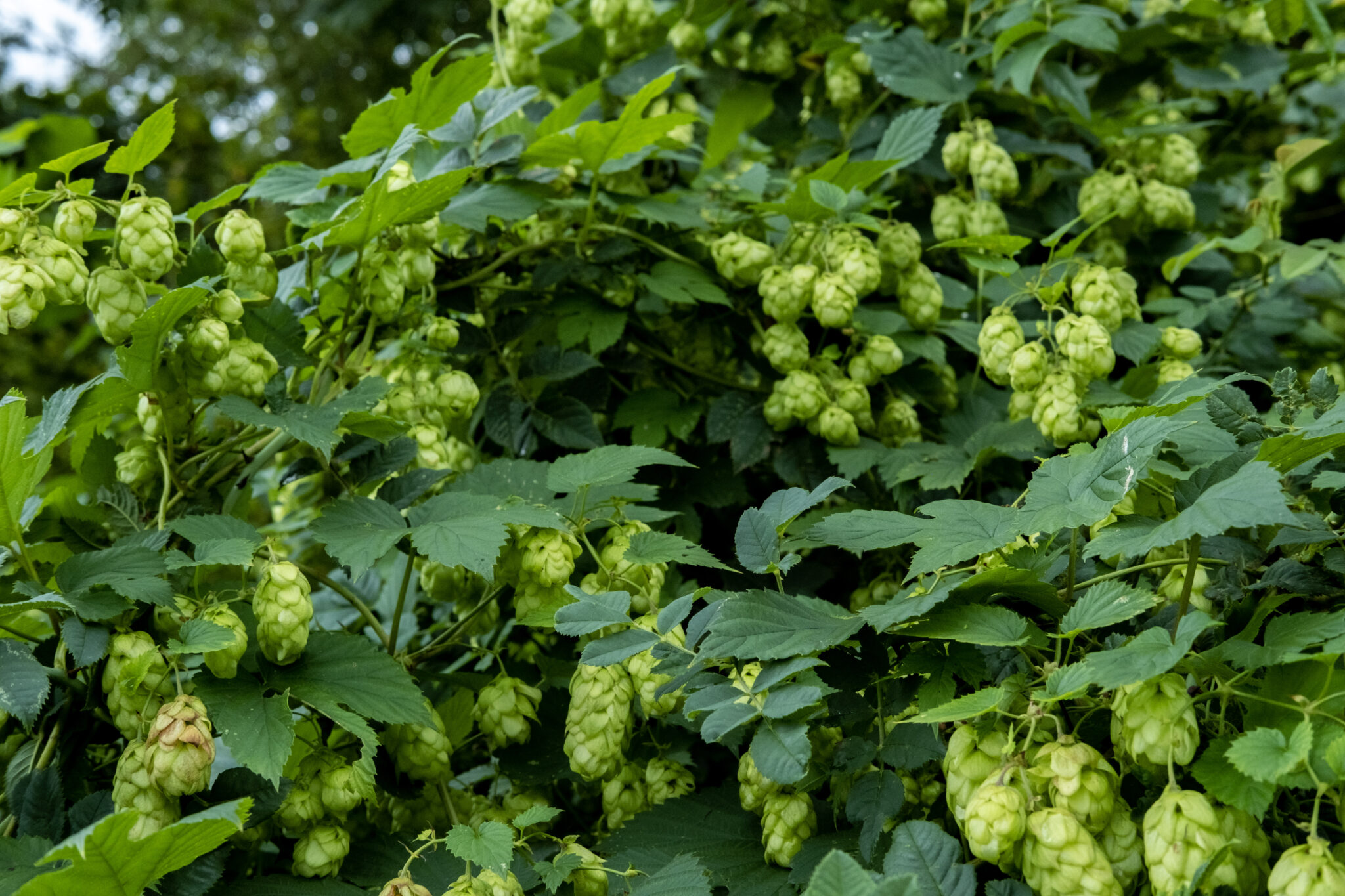 Foraging and brewing with green hops