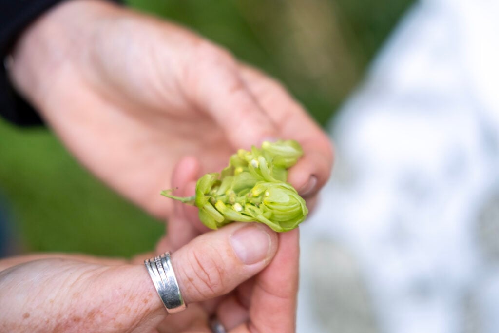 Brewing with hop extracts: our top tips