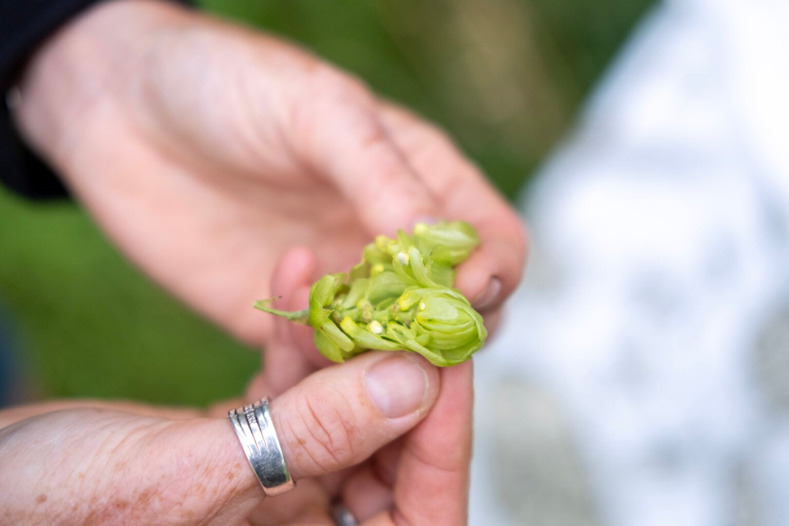 Brewing with hop extracts: our top tips