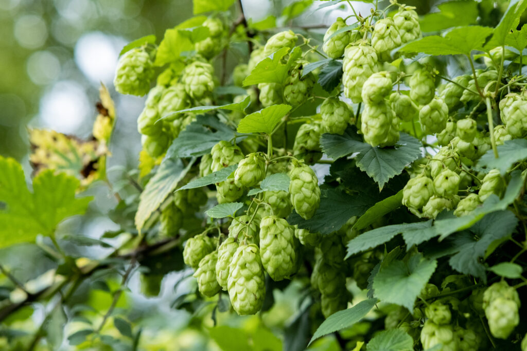 Foraging and brewing with green hops