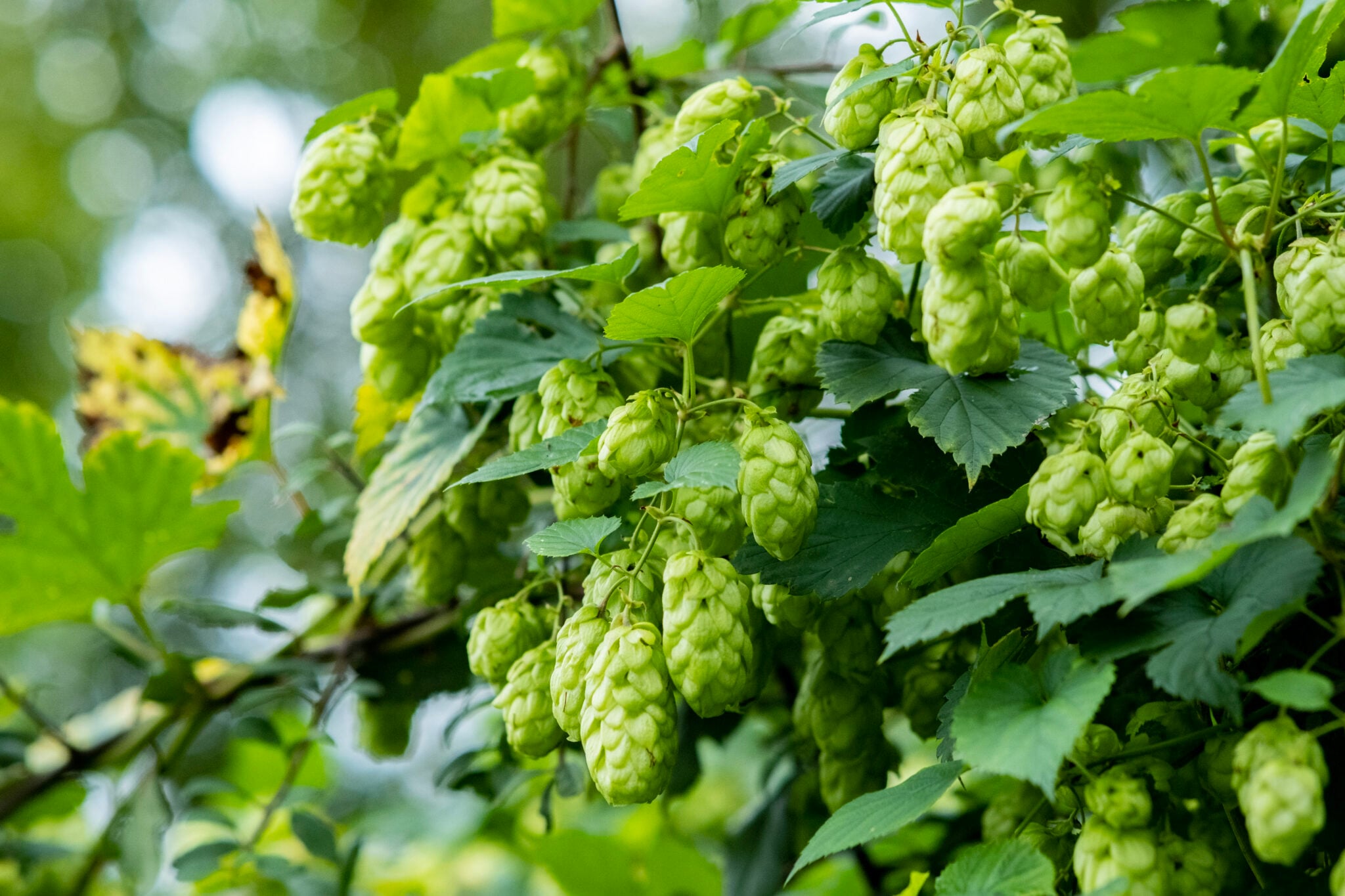 Foraging and brewing with green hops