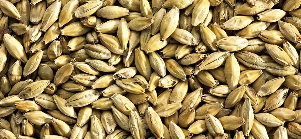Simpsons Cornish Gold™ Malt - Rich Flavour & Golden Hues - Buy Now