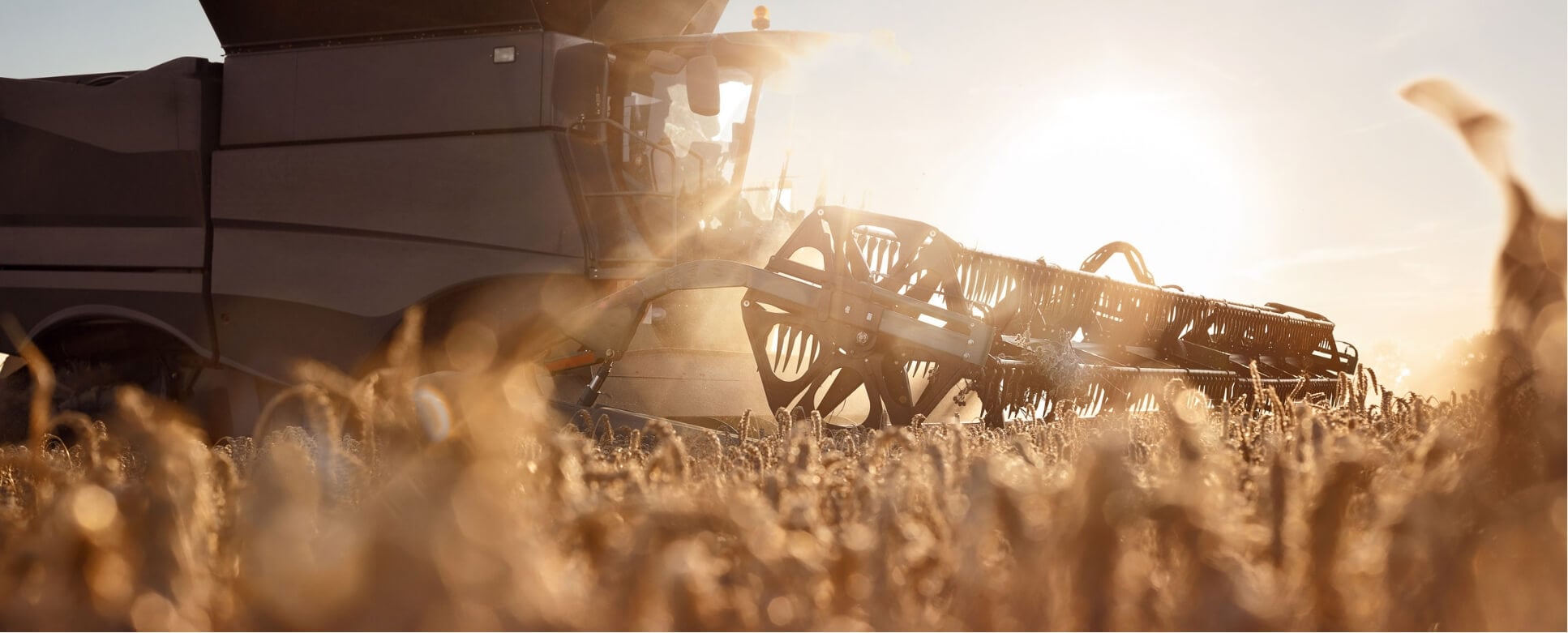 Bestmalz Caramel Pils Malt - Buy Premium Brewing Ingredients Online